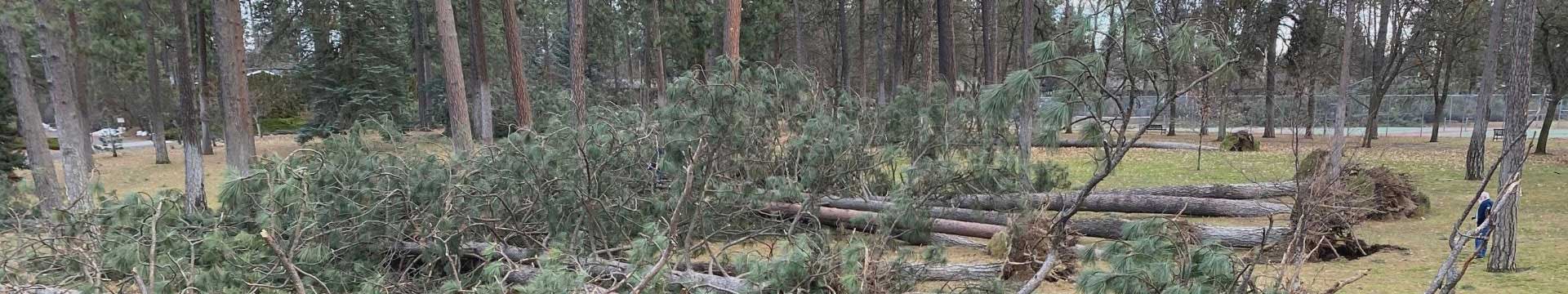Parks continues storm clean-up - City of Spokane, Washington