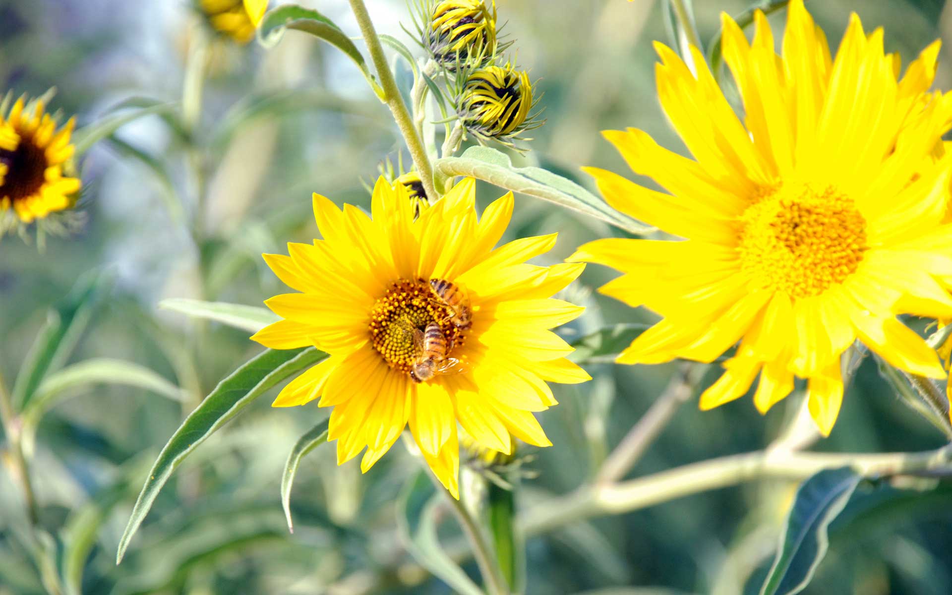 The Friends of Manito Fall Plant Sale - City of Spokane, Washington