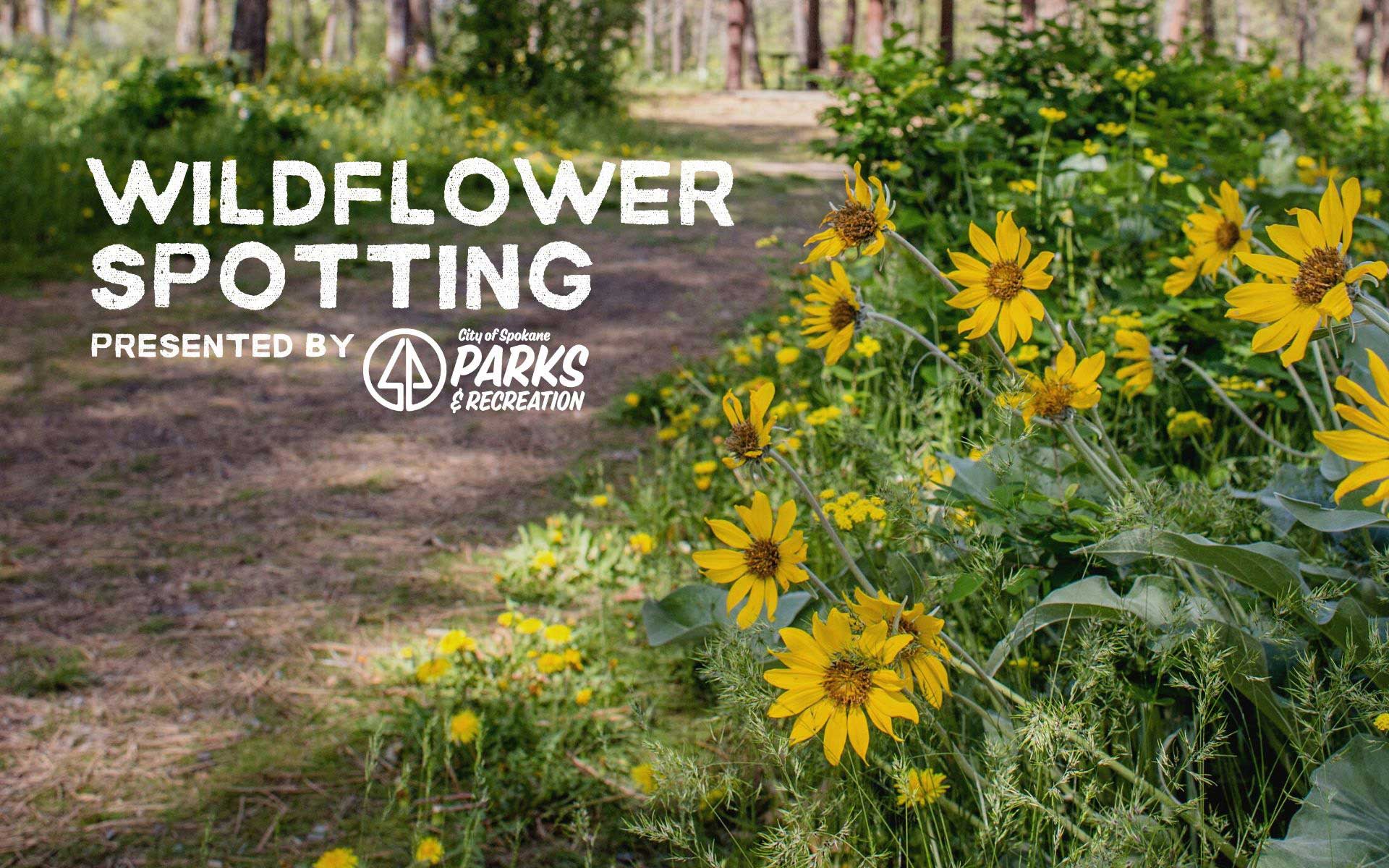 Wildflower Spotting in Spokane - City of Spokane, Washington