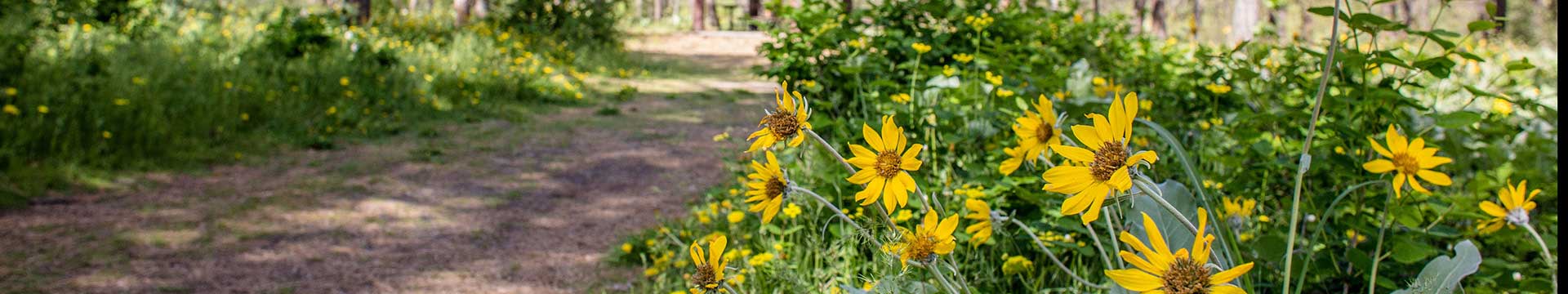 Wildflower Spotting in Spokane - City of Spokane, Washington