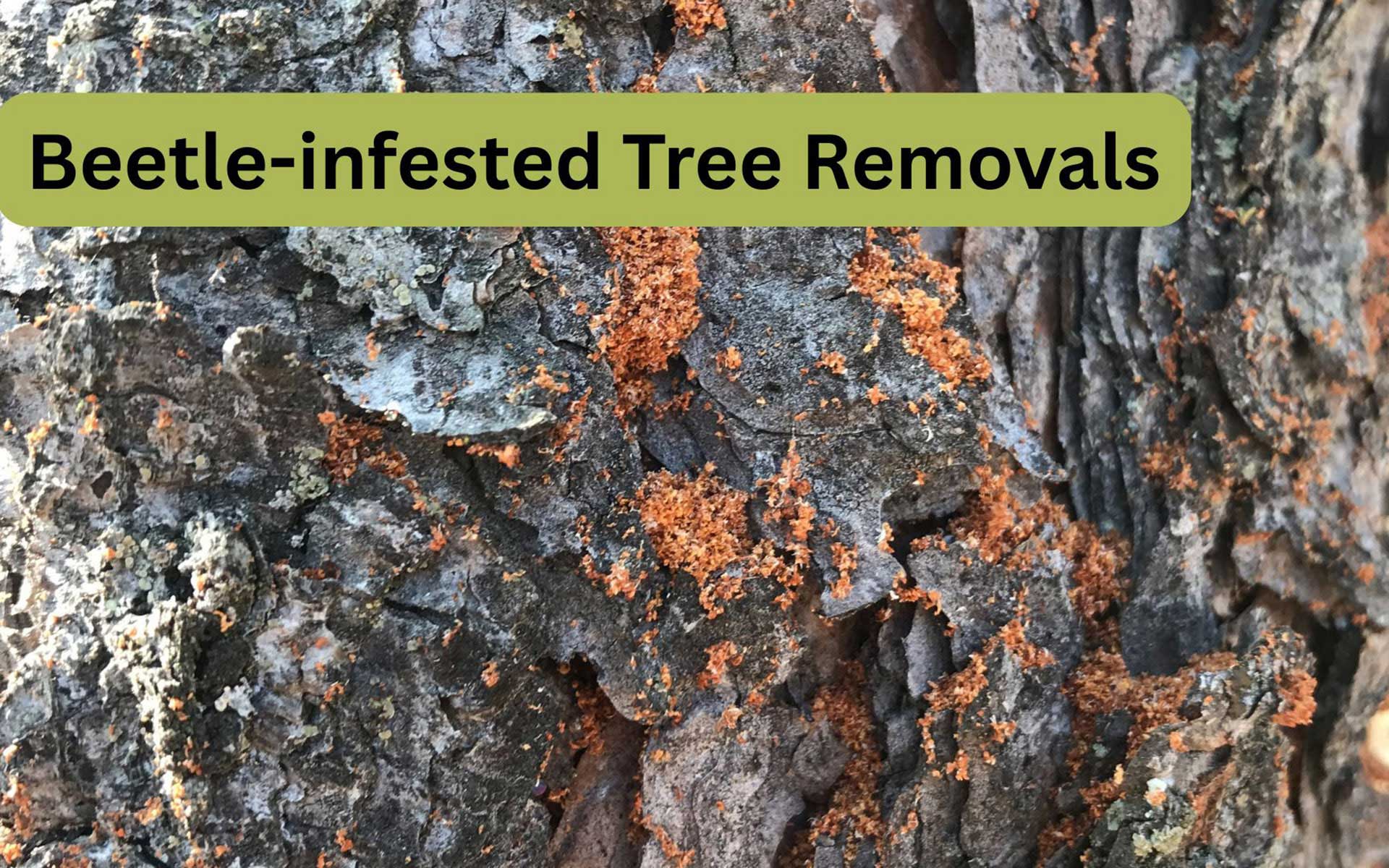 Beetles Tree Infestation Information for City Parks - City of Spokane ...