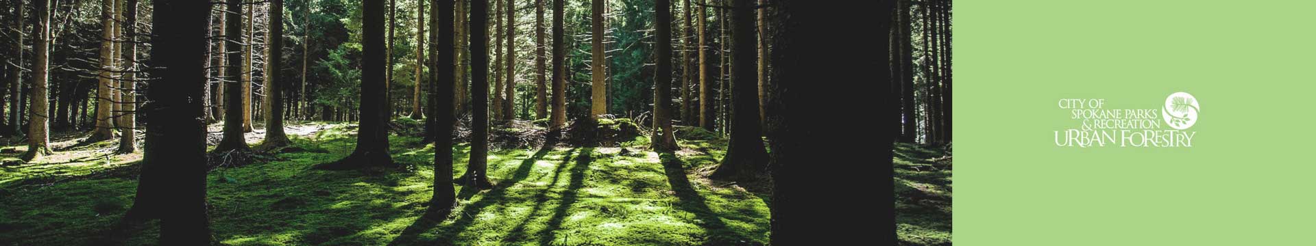 Free Trees Now Available from City of Spokane Urban Forestry - City of ...