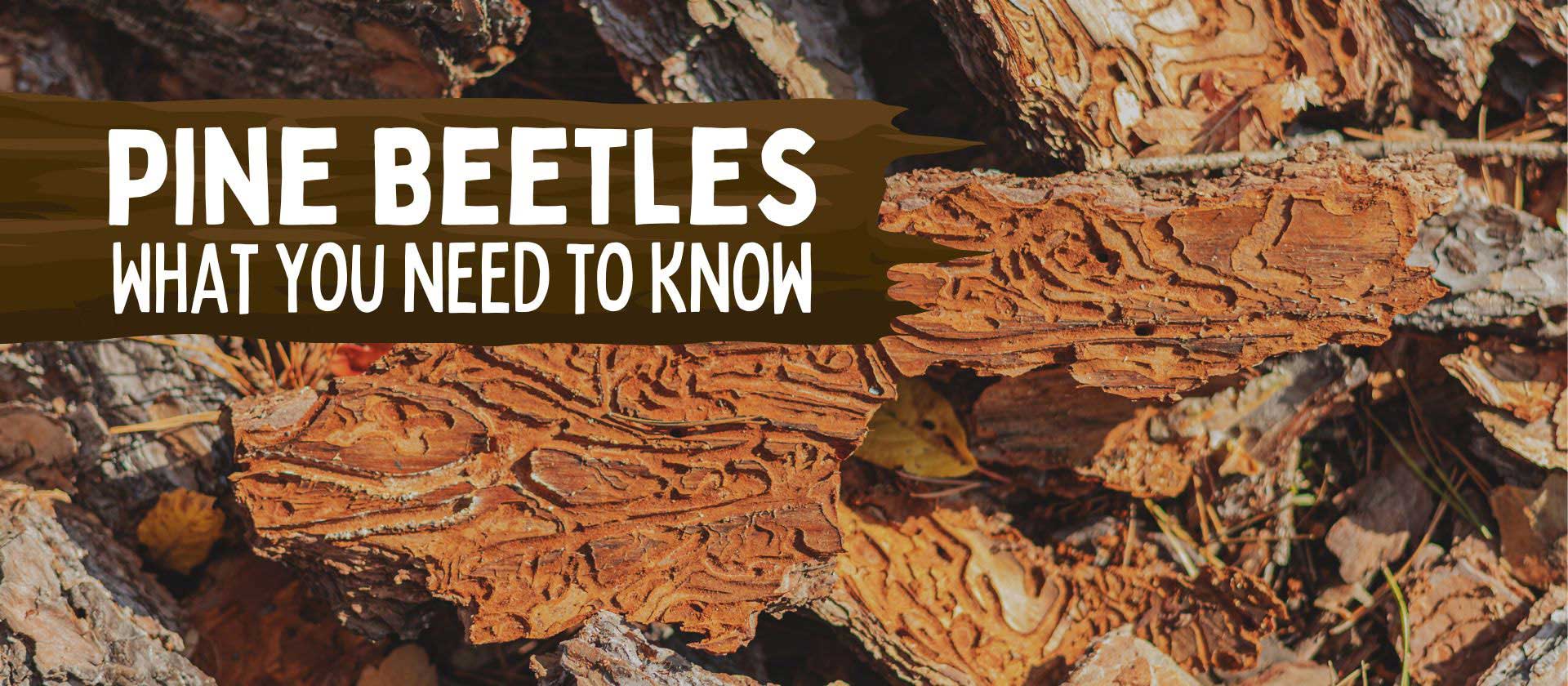 Urban Forestry - City of Spokane, Washington