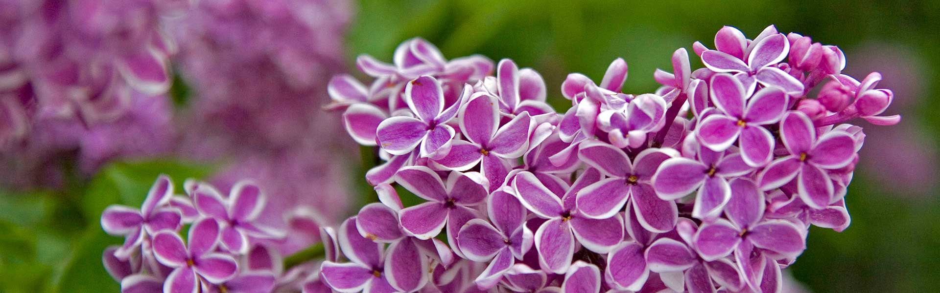 Lilac Garden - City of Spokane, Washington