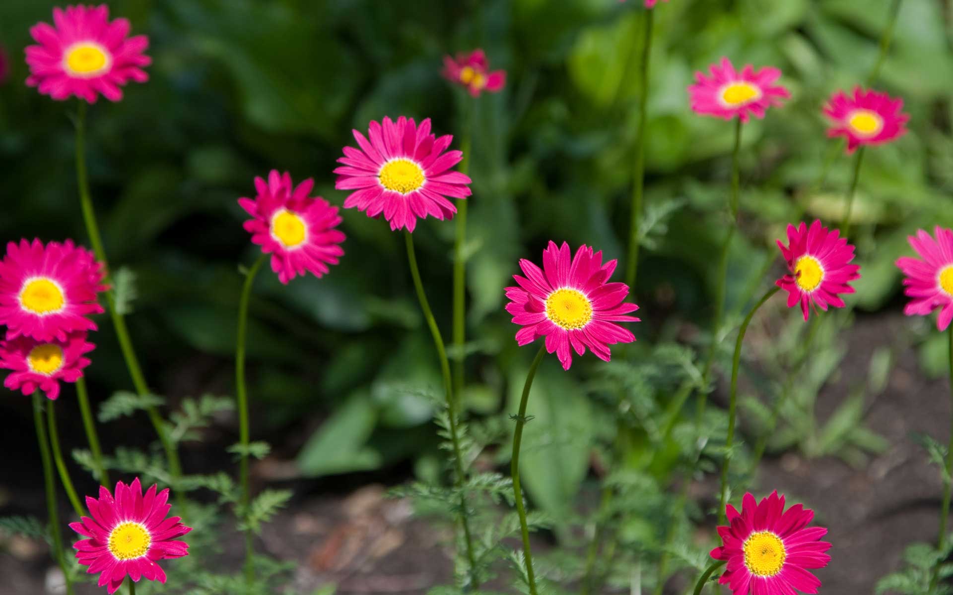 Park Gardens - City of Spokane, Washington