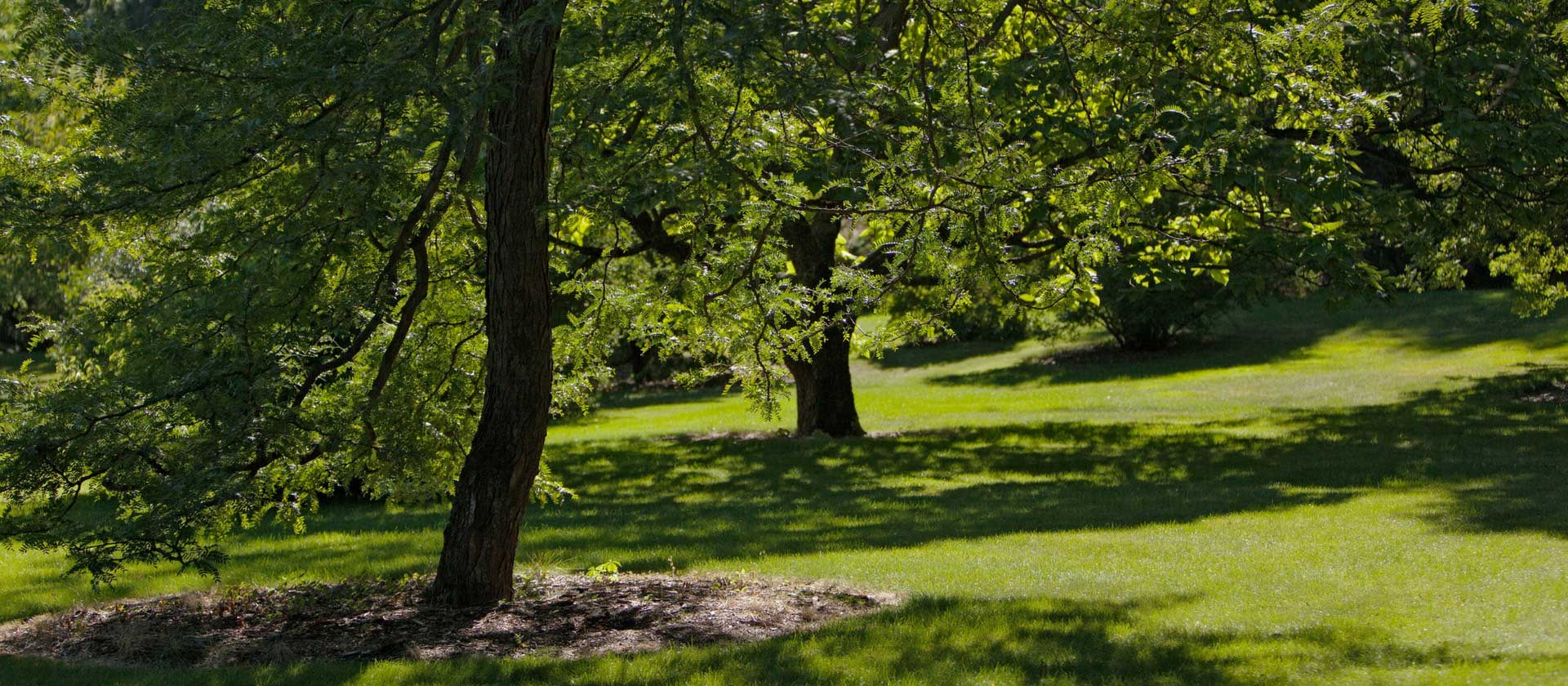 Urban Forestry - City of Spokane, Washington