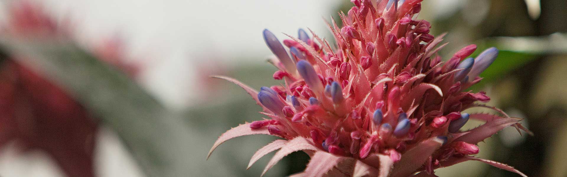 Gaiser Conservatory - City of Spokane, Washington