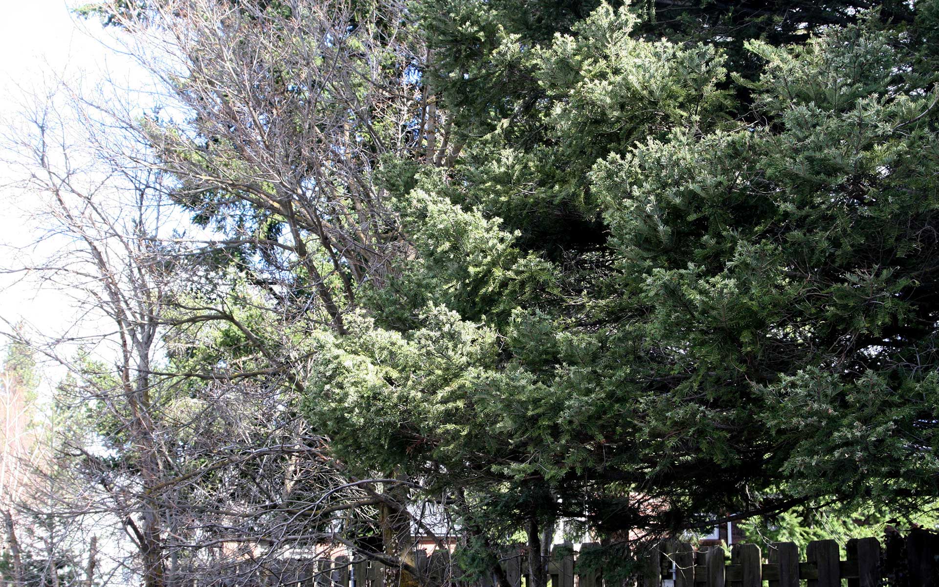 Tree Pruning and Construction - City of Spokane, Washington