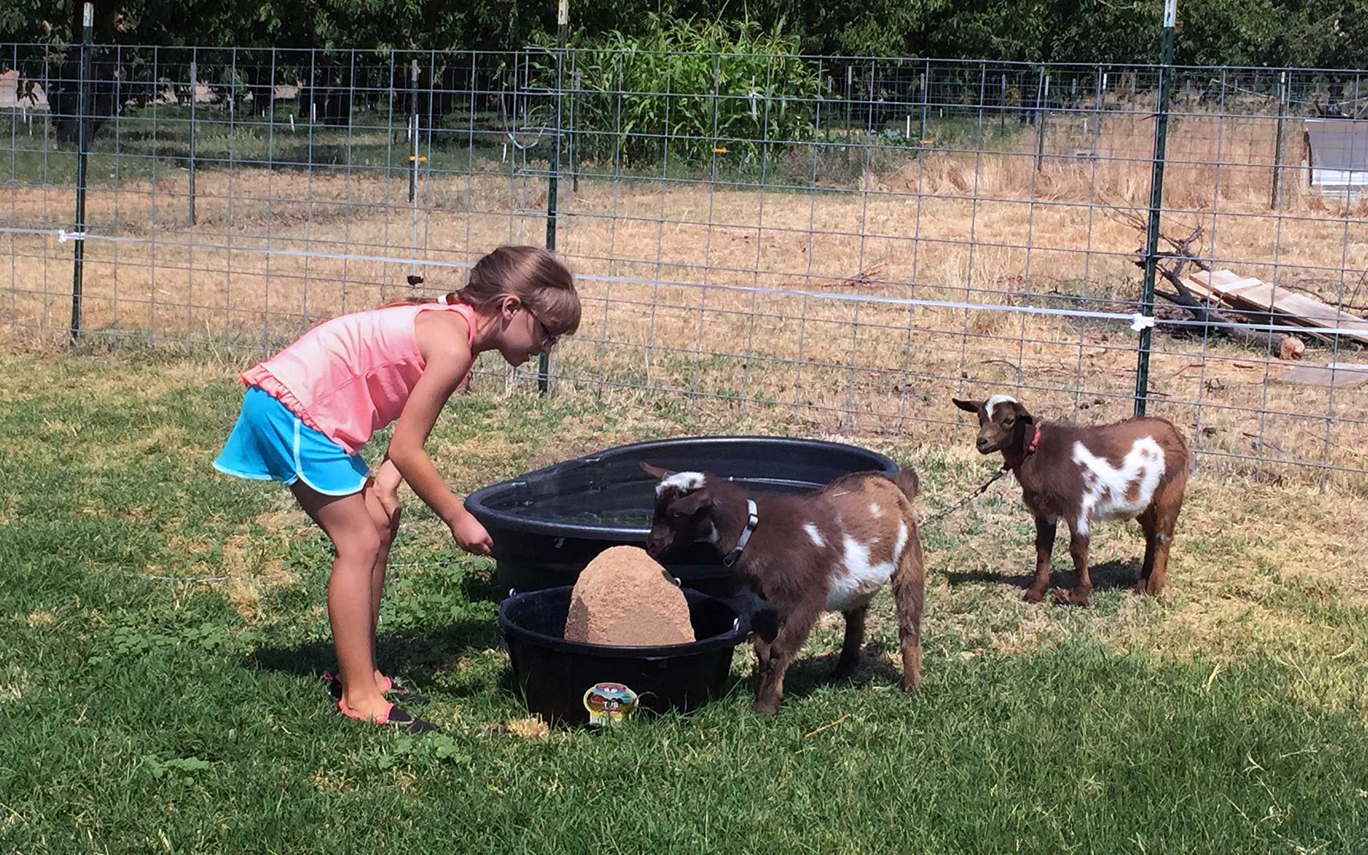 So you want to keep an urban goat? - City of Spokane, Washington