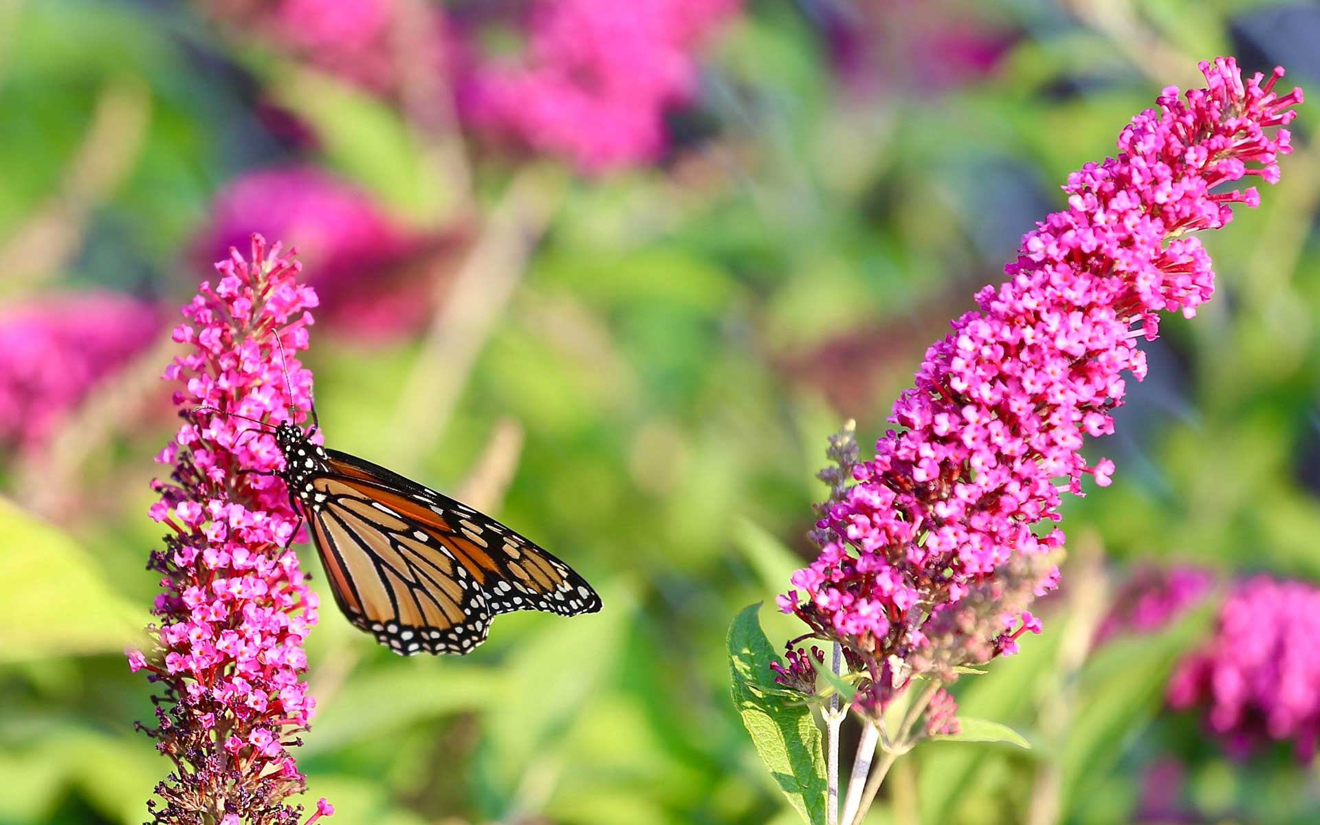 2015 Fall Plant Sale in Manito Park - City of Spokane, Washington
