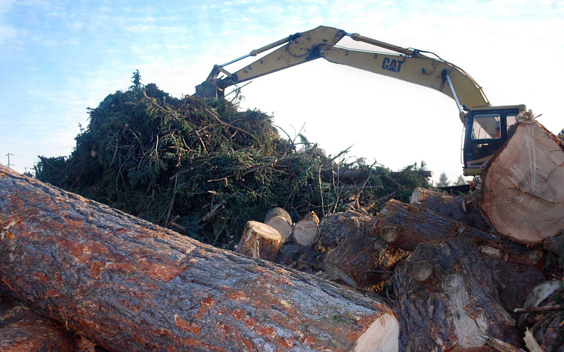 New Program Takes Aim at Remaining Tree Debris - City of Spokane ...