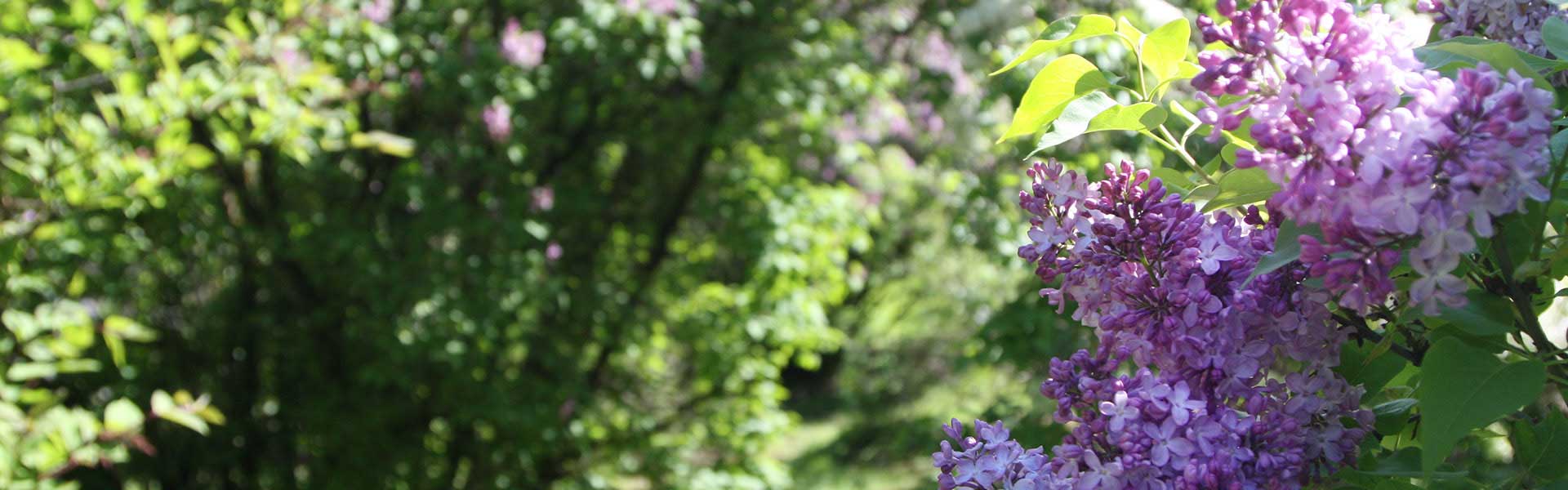 Lilac Garden - City of Spokane, Washington