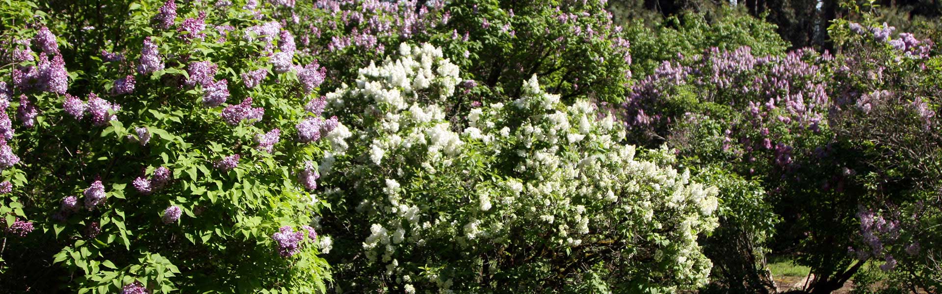 Lilac Garden - City of Spokane, Washington