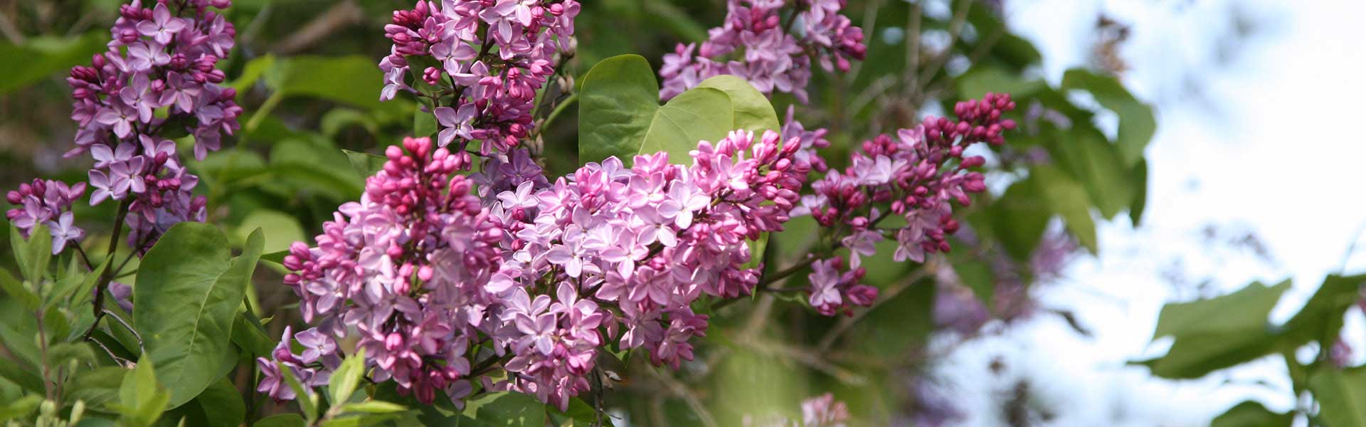 Lilac Garden - City of Spokane, Washington