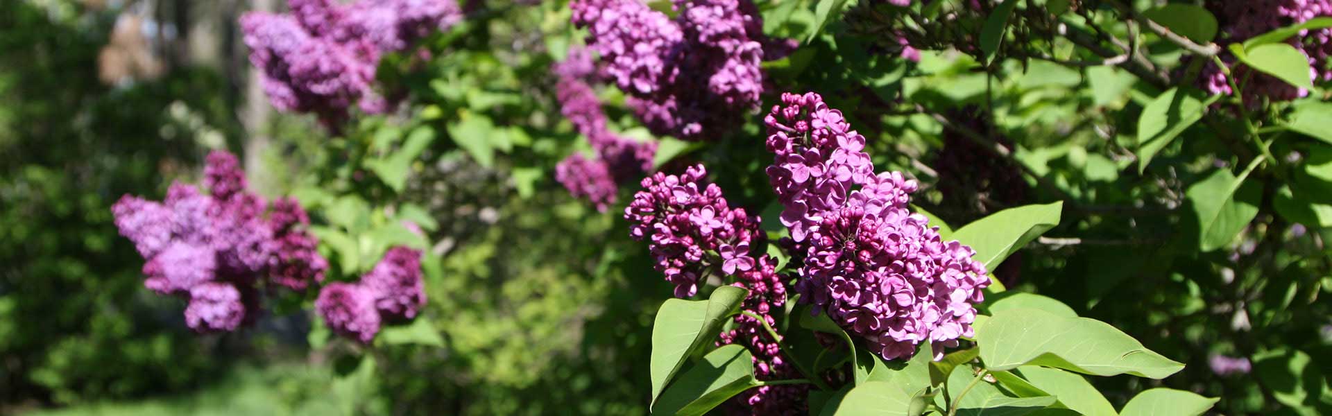 Lilac Garden - City of Spokane, Washington