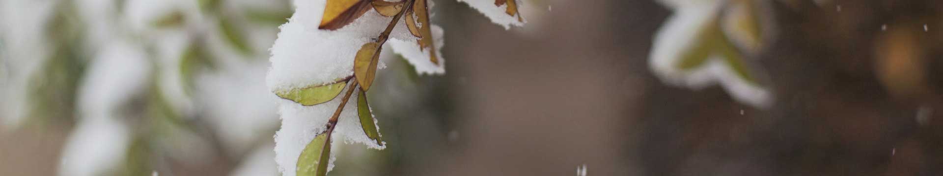 Winter Tree Care - City of Spokane, Washington