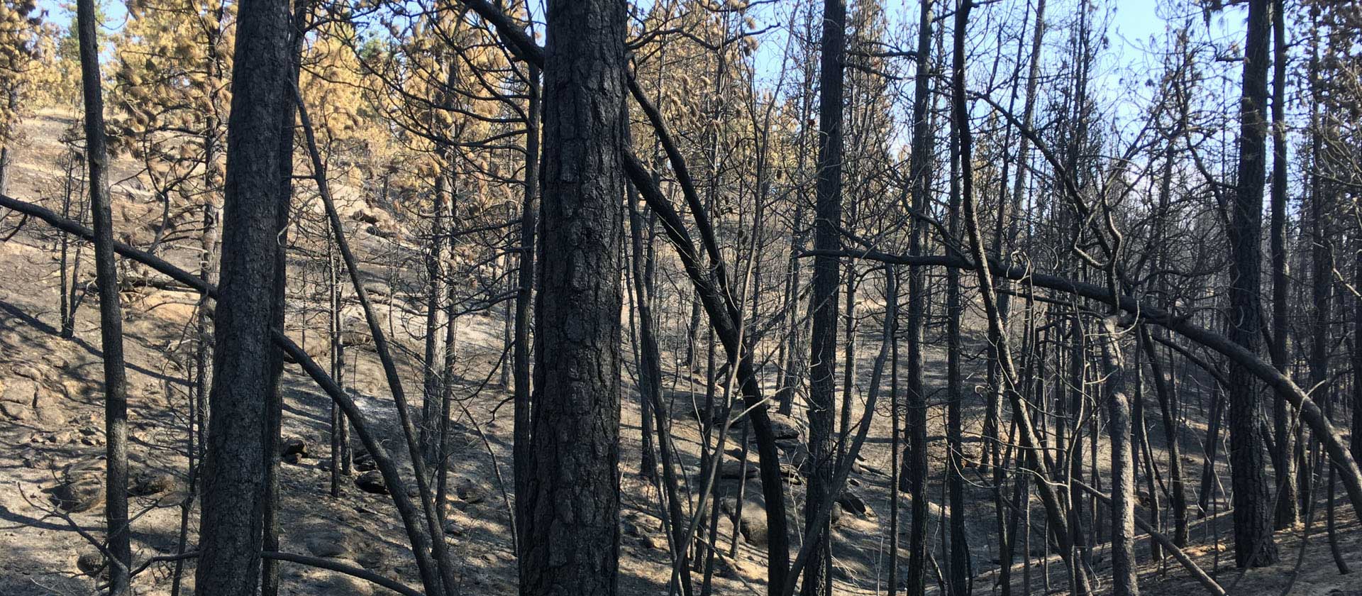 Urban Forestry - City of Spokane, Washington