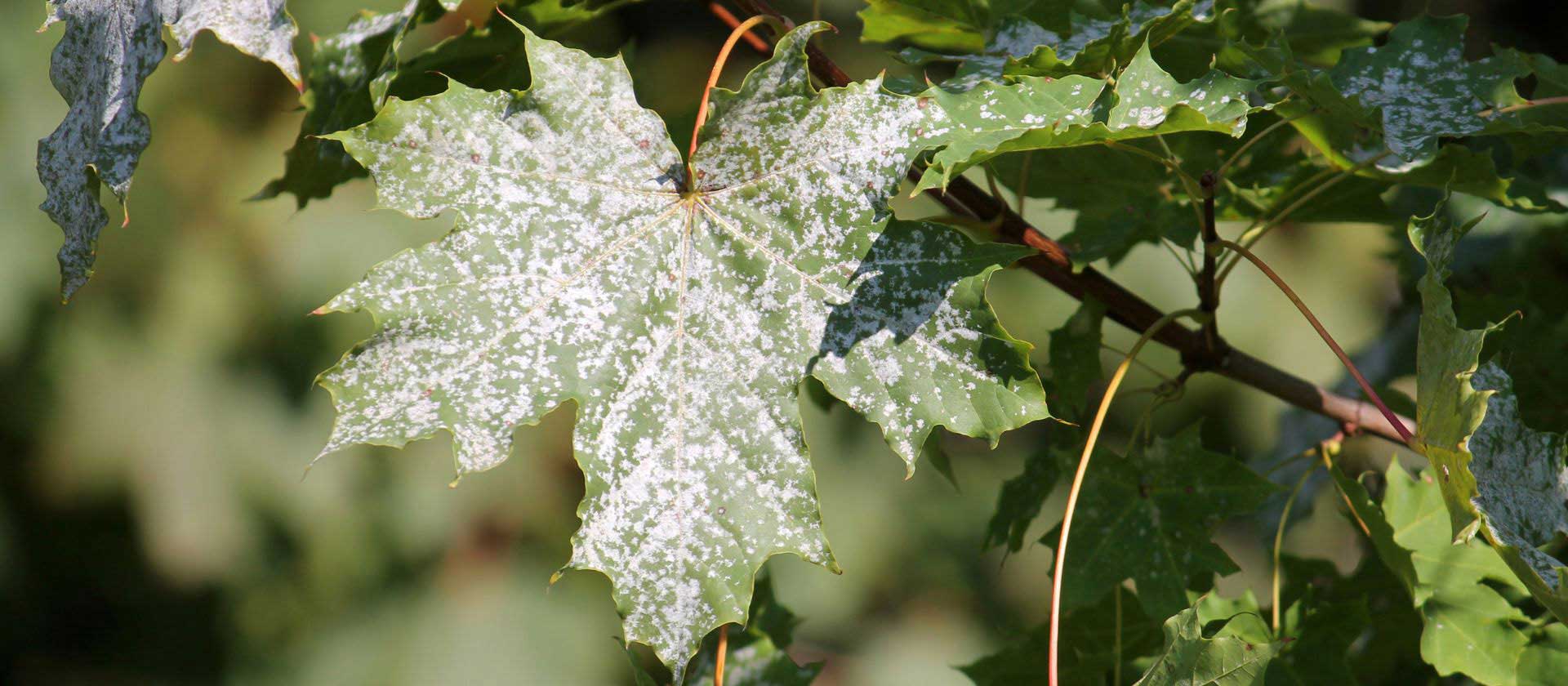 Urban Forestry - City of Spokane, Washington