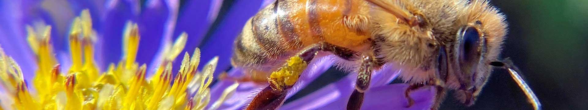 Bee-Friendly Project at Chief Garry Park to Support Sustainability ...