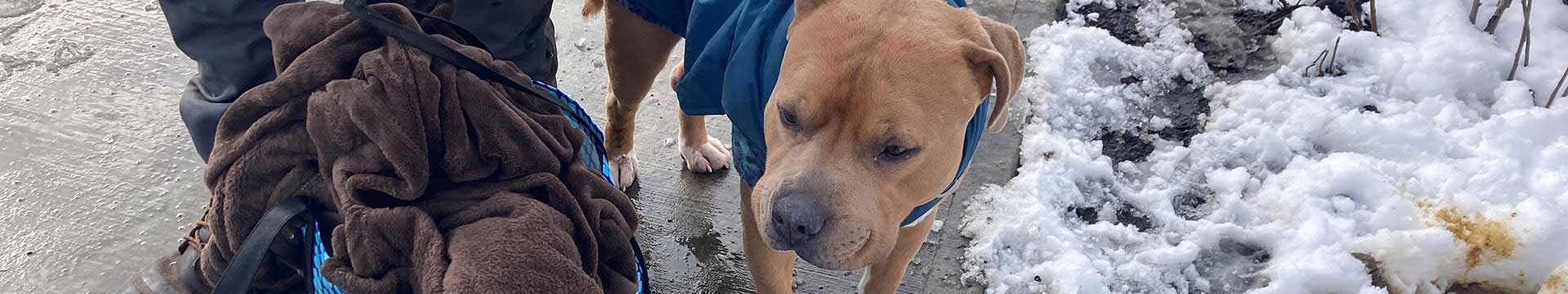 Helping Homeless Pets and Their Owners - City of Spokane, Washington