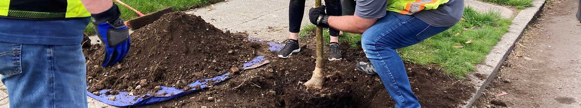 Free Trees for Your Neighborhood - City of Spokane, Washington